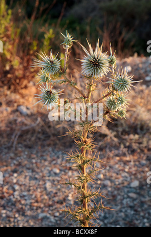 Cyprian Donkey Thistle (onopordum cyprium Stock Photo - Alamy