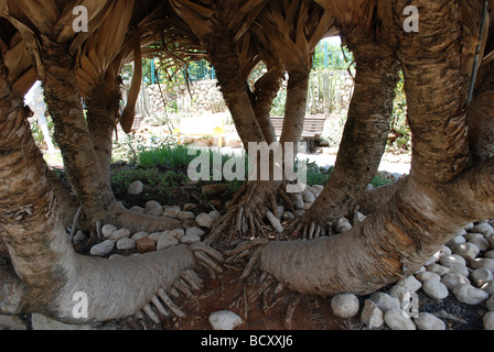 Pandanus veitchii Veitch s screwpine Stock Photo - Alamy