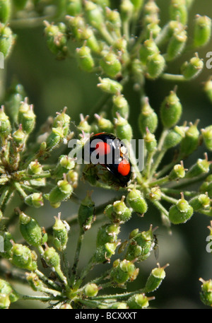 Two-spotted Lady Beetle (Adalia bipunctata Stock Photo - Alamy