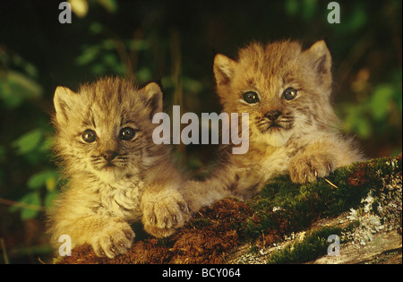 Canadian Lynx cubs (Lynx canadensis Stock Photo - Alamy