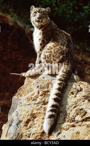 Leopard (Panthera pardus) behind a rock, hissing, Tshukudu Game Lodge ...