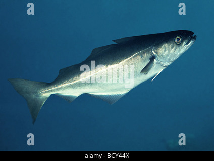 saithe, pollock, Atlantic pollock, coley, coalfish (Pollachius virens ...