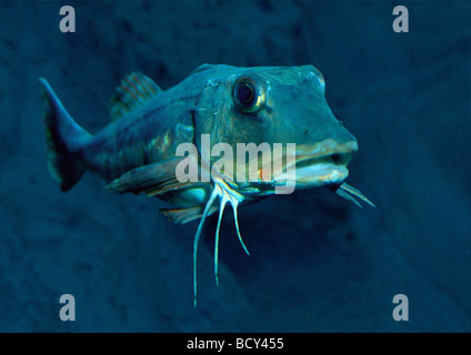 tub gurnard, sapphirine gurnard (Trigla lucerna, Chelidonichthys ...