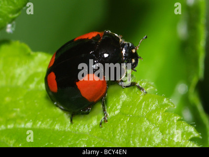 Adalia bipunctata (Two-spot ladybird, Two-spotted ladybug or Two ...