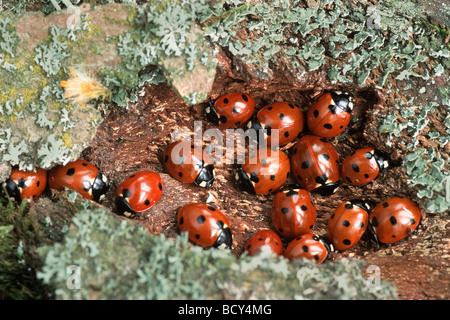 Hibernating seven spot ladybird Stock Photo - Alamy