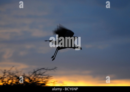 Stock photo of a secretary bird lifting off from a tree at sunrise ...