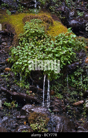 A NATURAL SPRING seeps from volcanic rock along the wild and scenic ...