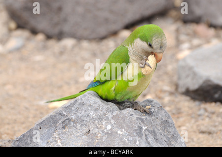 Closeup of green parrot eating on female hand Stock Photo - Alamy