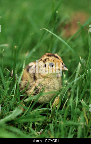 Common Pheasant - fledgling an meadow / Phasianus colchicus Stock Photo ...