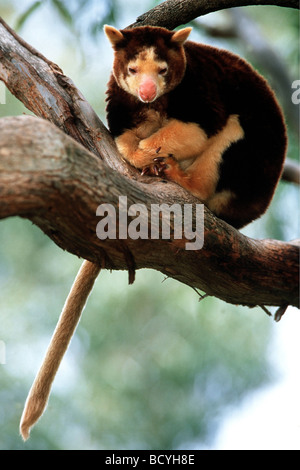 Matschie s Tree Kangaroo Stock Photo - Alamy