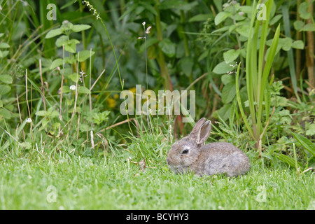 Juvenile Rabbit in garden Stock Photo - Alamy
