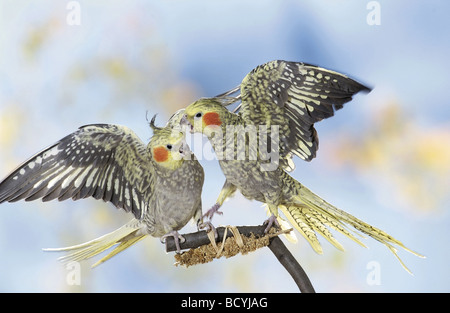two cockatiels - fighting Stock Photo - Alamy
