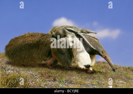 giant anteater (Myrmecophaga tridactyla), female anteater carrying her ...