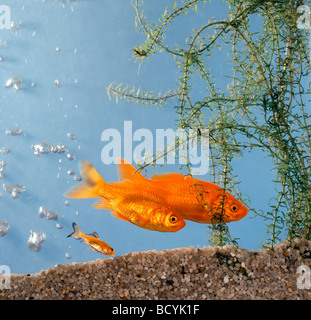 Goldfish (Carassius auratus). Two fishes in an aquarium Stock Photo - Alamy