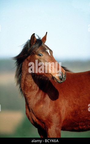 Shagya Arabian horse - galloping in snow Stock Photo - Alamy