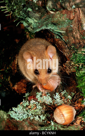 common dormouse , hazel mouse / Muskaridinus avellanarius Stock Photo ...