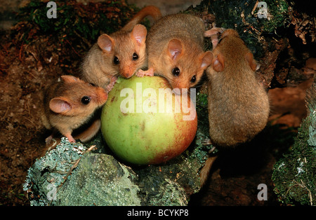 common dormouse , hazel mouse / Muskaridinus avellanarius Stock Photo ...