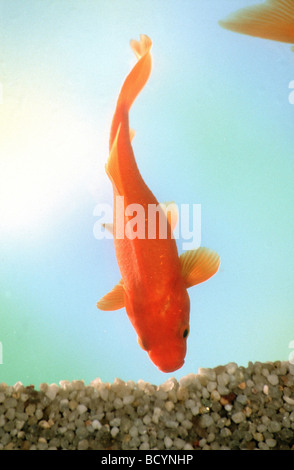 goldfish with cub / Carassius auratus Stock Photo - Alamy