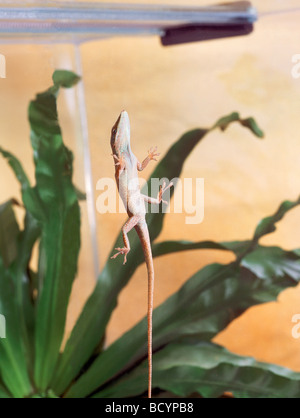 Green Anole (Anolis carolinensis) on leaf, portrait, close up ...