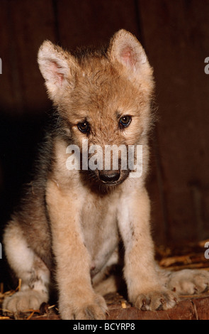 Arctic Wolf whelp; Canis lupus arctos Stock Photo - Alamy