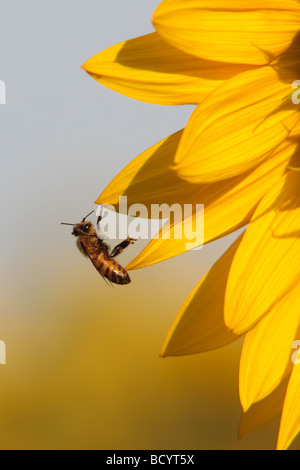 Honey bee stuck on a flower garden Stock Photo - Alamy