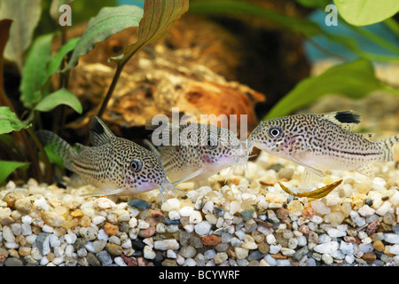Juli Cory, Leopard Catfish (Corydoras julii). Single fish in an ...