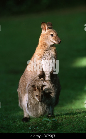 Red-necked or Bennet's wallaby on grass at Bunya Mountains National ...