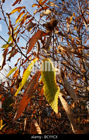 Italy, countryside, autumn, chestnut tree Stock Photo - Alamy