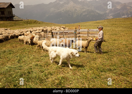 Shepherd with herd of sheep. A young shepherd with summer hat leads his ...