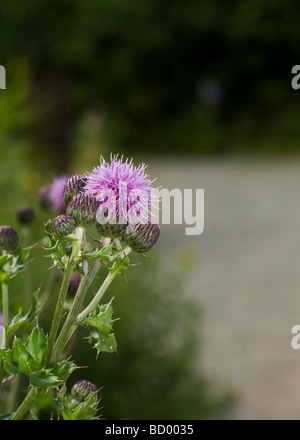 Close up shot of Marsh Thistle / Cirsium palustre prickly stem stalks ...