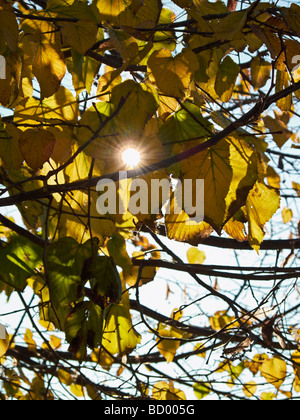 Italy, Lazio, Manziana, countryside, tree leaves in autumn Stock Photo ...