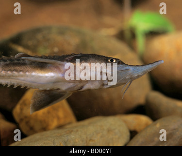 sterlet, Siberian sterlet (Acipenser ruthenus), albino and a normal ...