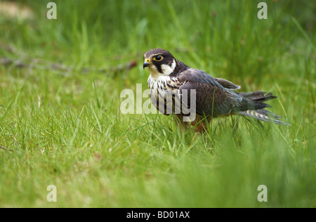 A bird that is standing in the grass Stock Photo - Alamy