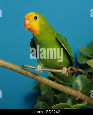 Red-faced Lovebird (Agapornis pullarius). Couple on a branch (male to ...