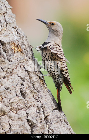 Northern Flicker (Colaptes auratus) Colorado, USA, July Stock Photo - Alamy