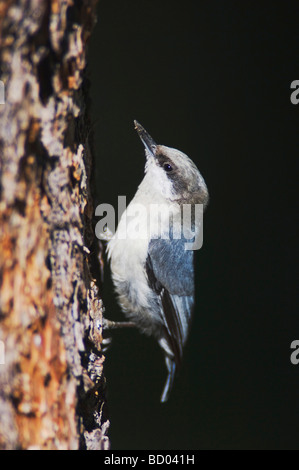 Pygmy Nuthatch Sitta pygmaea adult at nesting cavity in pine tree Rocky ...