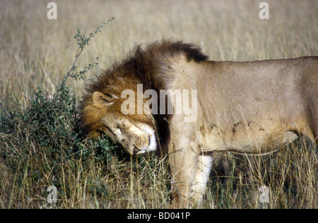Territorial behaviour Male lion marking territory spraying urine ...