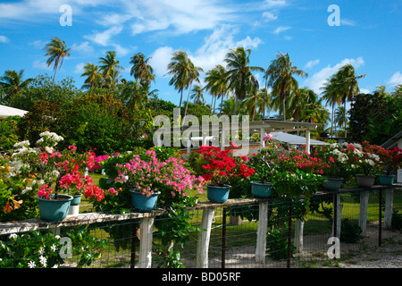 Rotoava streets, Fakarava, Tuamotu Archipelago, French Polynesia Stock ...