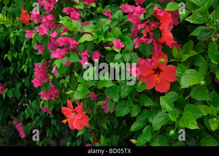 Rotoava streets, Fakarava, Tuamotu Archipelago, French Polynesia Stock ...