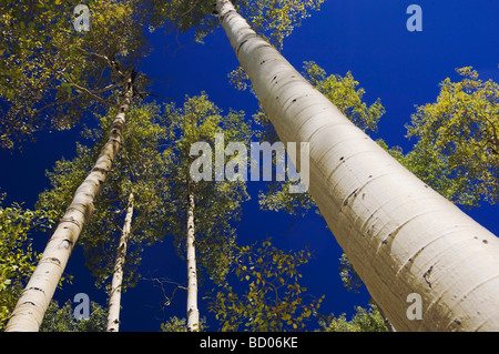 Looking up into a forest of colorful aspen trees in fall taken with ...