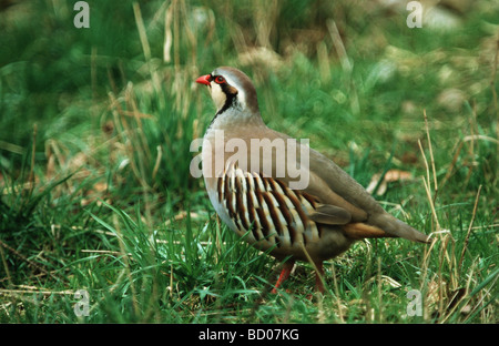 The rock partridge (Alectoris graeca) birds on the ruins of the ancient ...