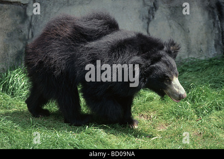 Sloth (Melursus ursinus Ursus ursinus Stock Photo - Alamy