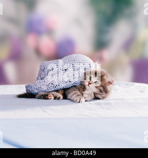 kitten under hat Stock Photo - Alamy