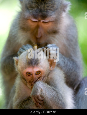 Long tail indonesian monkeys or balinese macaque in Mandala Suci Wenara ...