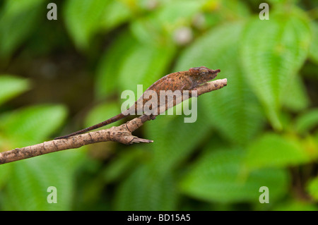 pygmy stump-tailed chameleon, Brookesia minima, Montagne d'Ambre ...