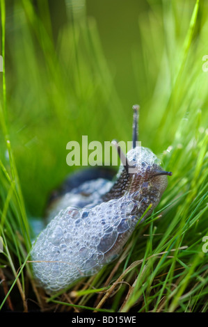 Snail in the grass foaming. Snails defence mechanism Stock Photo - Alamy