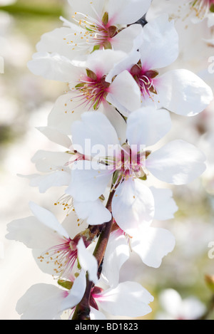 close up of flowering almond trees. Beautiful almond blossom on the ...