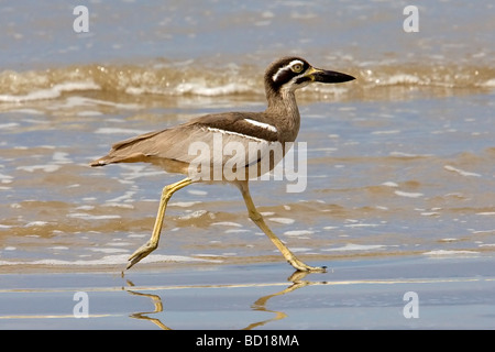 Beach stone-curlew (Esacus giganteus) adult, sitting on the ground ...