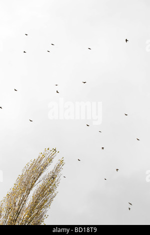 Low angle shot of a group of birds flying in the blue sky Stock Photo ...