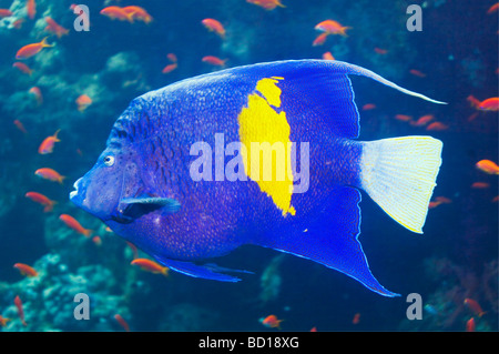 Yellowbar angelfish (Pomacanthus maculosus) swimming over coral reef ...